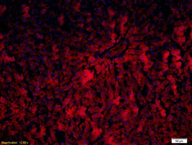 Anti-Cytochrome P450 1A2 antibody (ab217377) | Abcam