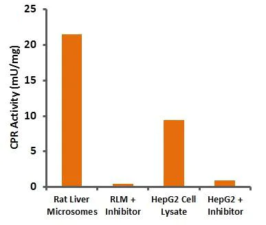 Cytochrome P450 Reductase Activity Assay Kit (Colorimetric) (ab204704 ...