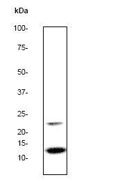 Anti-DAP1 antibody [E59] - BSA and Azide free (ab247216) | Abcam