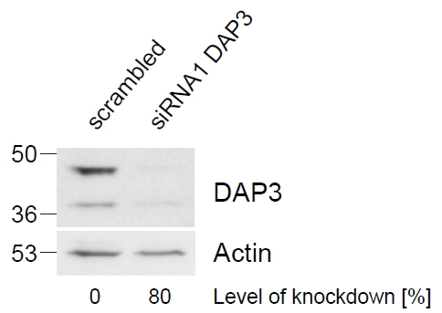 Anti-DAP3 antibody (ab2637) | Abcam