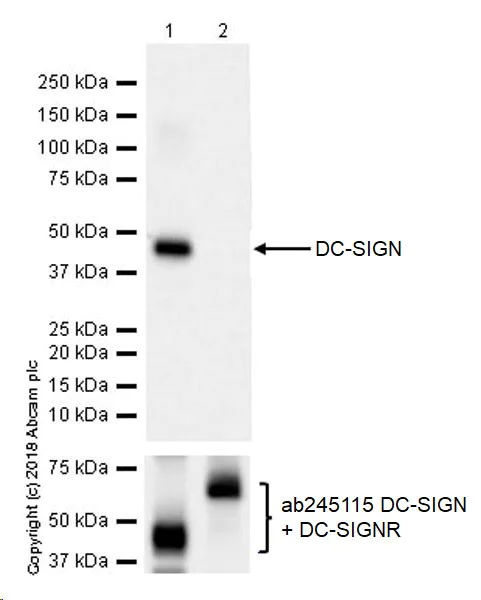 DC-SIGN抗体[EPR22395-52] (ab245189)| Abcam中文官网