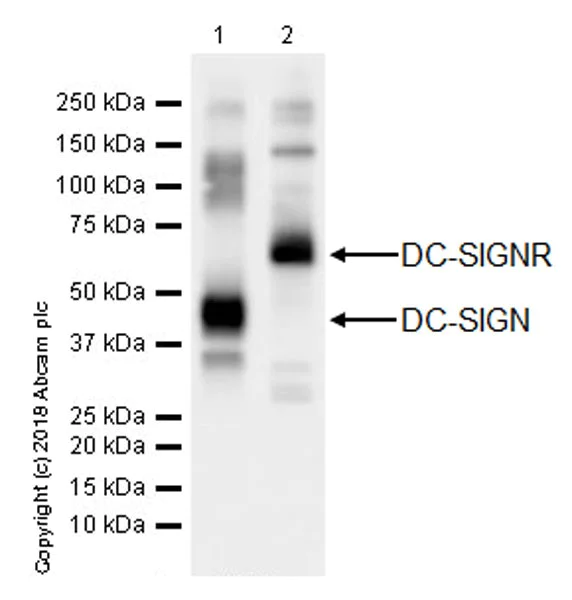 DC-SIGN + DC-SIGNR抗体[EPR22395-72] (ab245115)| Abcam中文官网