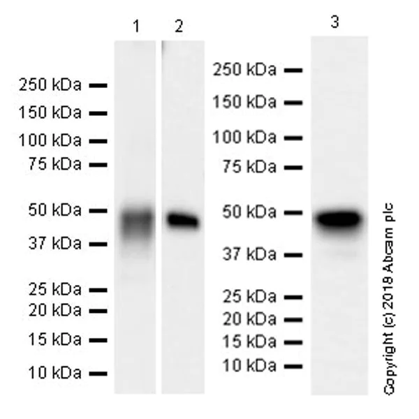 DC-SIGN + DC-SIGNR抗体[EPR22395-72] (ab245115)| Abcam中文官网