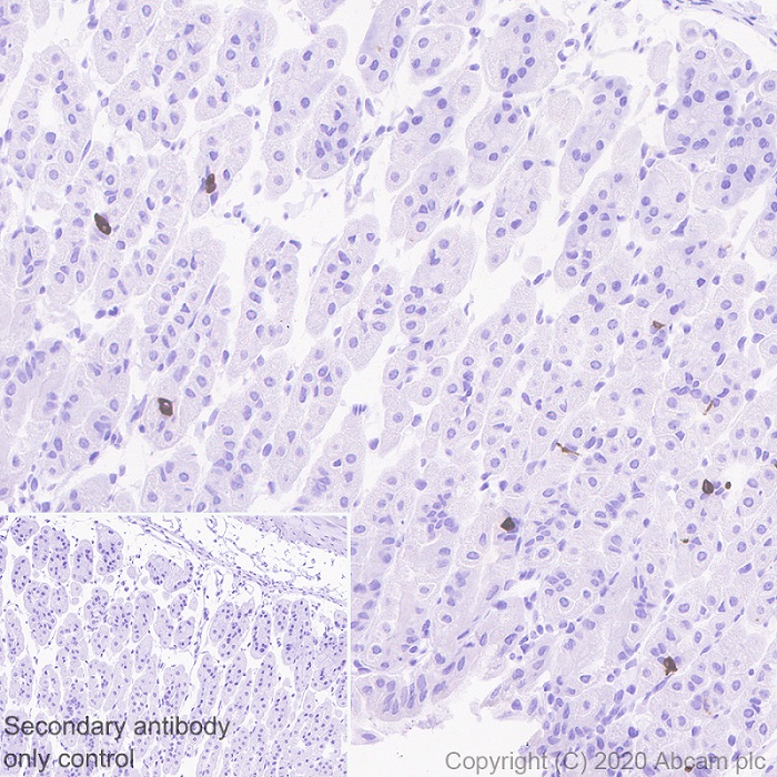 Anti-DCAMKL1 antibody [EPR6085] (ab109029) | Abcam