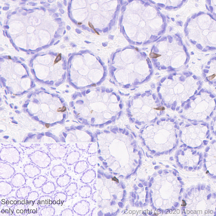 Anti-DCAMKL1 antibody [EPR6085] (ab109029) | Abcam