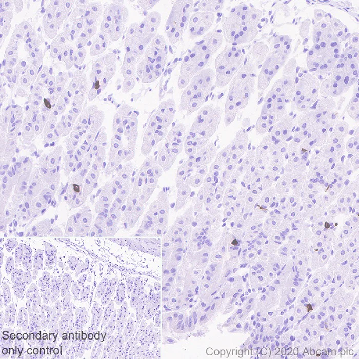 Anti-DCAMKL1 antibody [EPR6085] - BSA and Azide free (ab187184) | Abcam