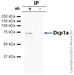 Anti-Dcp1a antibody (ab47811) | Abcam