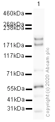 Anti-Dcr 2 / Dicer 2 antibody (ab4732) | Abcam