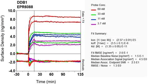 Anti-DDB1 antibody [EPR6088] - BSA and Azide free (ab247954) | Abcam