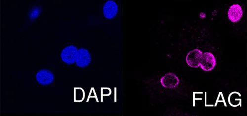 Anti-DDDDK tag (binds to FLAG® tag sequence) antibody (ab1162) | Abcam