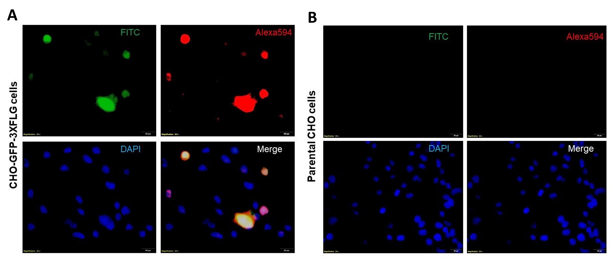 Anti-DDDDK tag (Binds to FLAG® tag sequence) antibody (ab1170) | Abcam