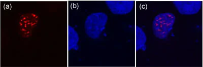 Anti-DDDDK tag (Binds to FLAG® tag sequence) antibody [F-tag-01 ...