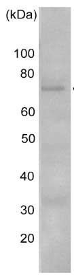 Anti-DDX18 antibody (ab128197) | Abcam