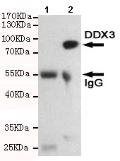 Anti-DDX3 antibody [6G8-F4-E3] (ab196032) | Abcam