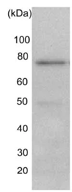 Anti-DDX3 antibody (ab128206) | Abcam