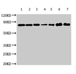 Anti-DDX3 antibody (ab235940) | Abcam