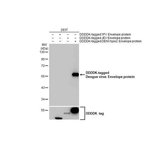 Anti-Dengue virus Envelope protein antibody [HL2089] (ab317133) | Abcam