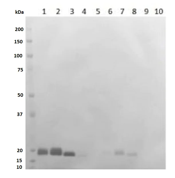 Dengue Virus prM glycoprotein抗体[CC5.A9.E10] (ab253234)| Abcam中文官网