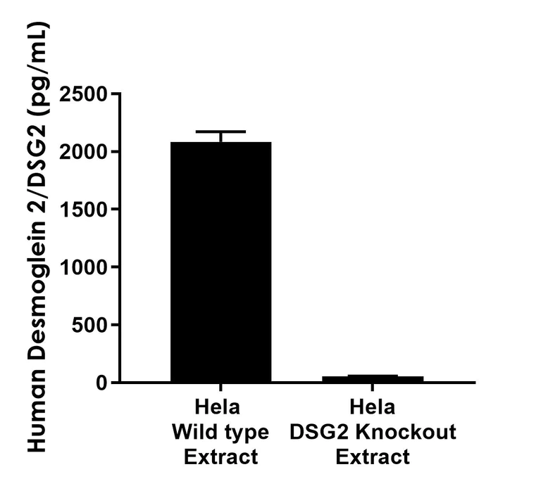 Anti-Desmoglein 2/DSG2 antibody [EPR26639-42] - BSA and Azide free ...