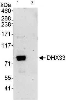 Anti-DHX33 antibody (ab72451) | Abcam