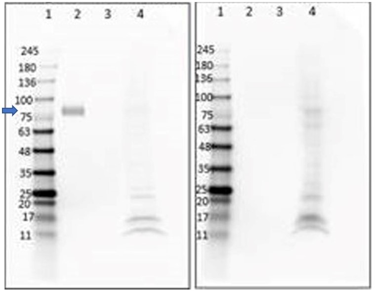 Anti-Digoxigenin antibody [DIG44] (ab288749) | Abcam