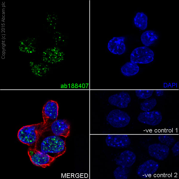 Anti-DMAP1 antibody [EPR18179] - BSA and Azide free (ab250962) | Abcam