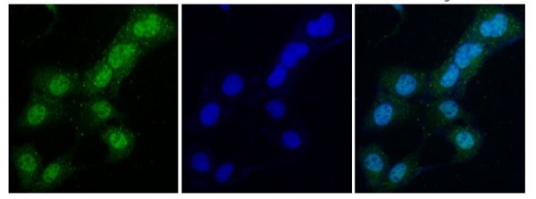 Anti-DNA polymerase eta antibody (ab236450) | Abcam