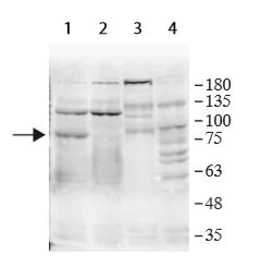 Anti-DNA polymerase eta antibody (ab236450) | Abcam
