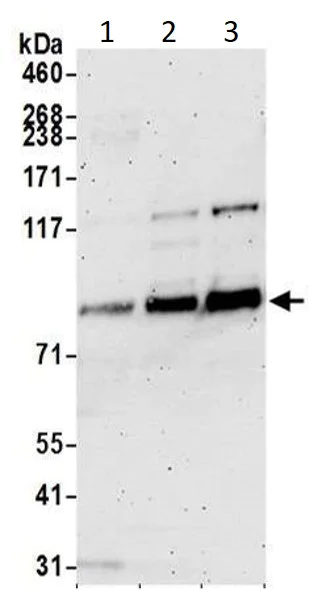 Anti-DNA polymerase eta antibody (ab245567) | Abcam