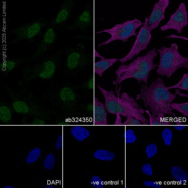 Anti-DNA polymerase eta antibody [EPR29670-68] (ab324350) | Abcam
