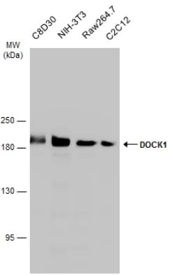 DOCK180抗体 (ab97325)| Abcam中文官网