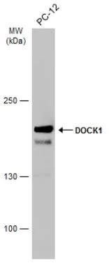 DOCK180抗体 (ab97325)| Abcam中文官网