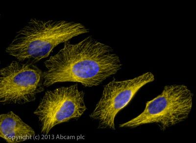 Donkey Anti-Goat IgG H&L (Alexa Fluor® 568) preadsorbed (ab175704) | Abcam