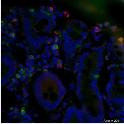 Donkey Anti Goat (IgG) secondary antibody DyLight® 488 (ab96931) | Abcam