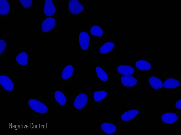 Donkey Anti Rabbit (IgG) secondary antibody preadsorbed Alexa Fluor® 555