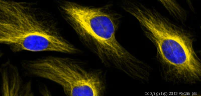 Donkey Anti-Rabbit IgG H&L (Alexa Fluor® 568) (ab175470) | Abcam