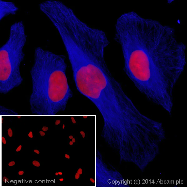 Donkey Anti-Rat IgG (Alexa Fluor® 405) preadsorbed secondary antibody ...