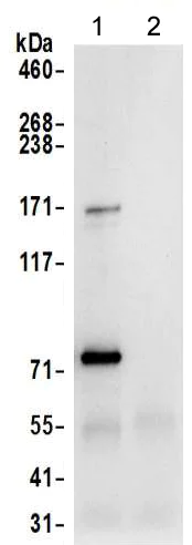 Anti-DPP3 antibody (ab217127) | Abcam