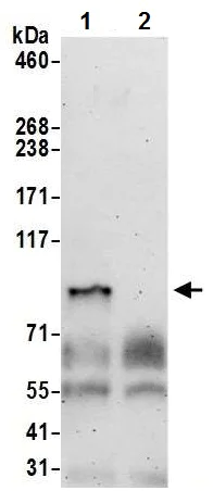 Anti-DPP9 antibody (ab226334) | Abcam