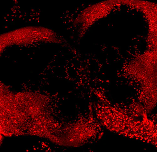 DRAQ5™, 50µL / 200µL sizes (ab108410) | Abcam
