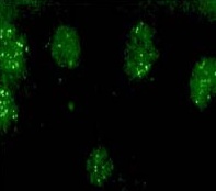 Anti-DREAM antibody (ab3474) | Abcam
