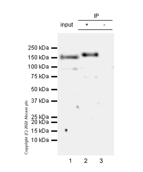 Anti-Drosha antibody [EPR25336-93] (ab303544) | Abcam