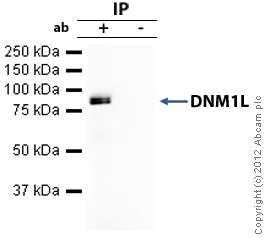 DRP1抗体[3B5] (ab56788)| Abcam中文官网