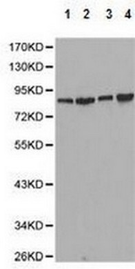 Anti-DRP1 antibody - C-terminal (ab180769) | Abcam
