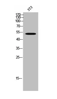 Anti-DUSP10 Antibody (ab316953) | Abcam