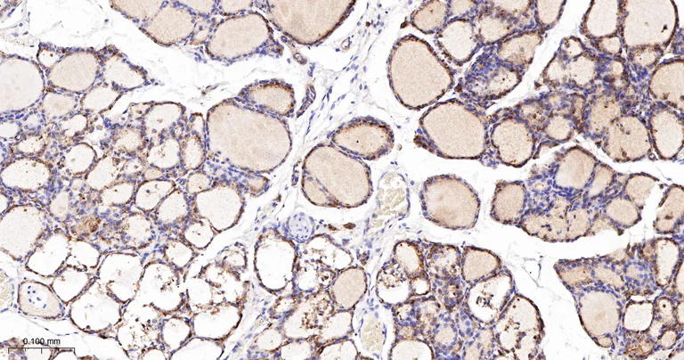 Anti-DUSP6 antibody [9C3] (ab326708) | Abcam中文官网