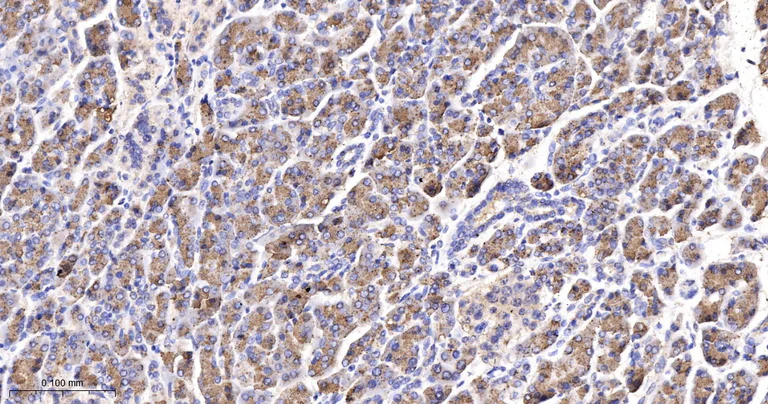 Anti-DUSP6 antibody [9C3] (ab326708) | Abcam中文官网