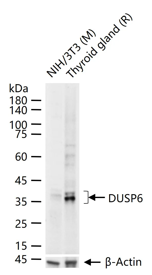 Anti-DUSP6 antibody [9C3] (ab326708) | Abcam中文官网