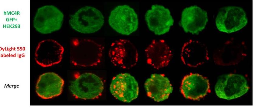 DyLight® 550 Conjugation kit | Easy DyLight® 550 Labelling (ab201800 ...