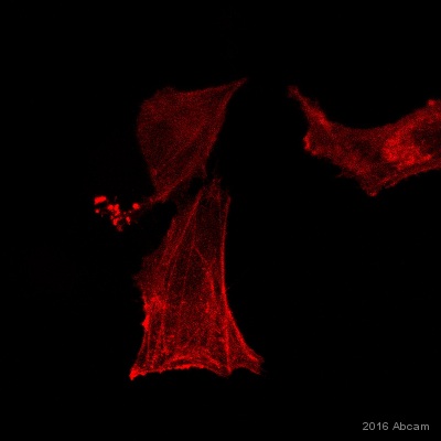 DyLight® 650 conjugated Anti-6X His tag® antibody [AD1.1.10] (ab117504 ...